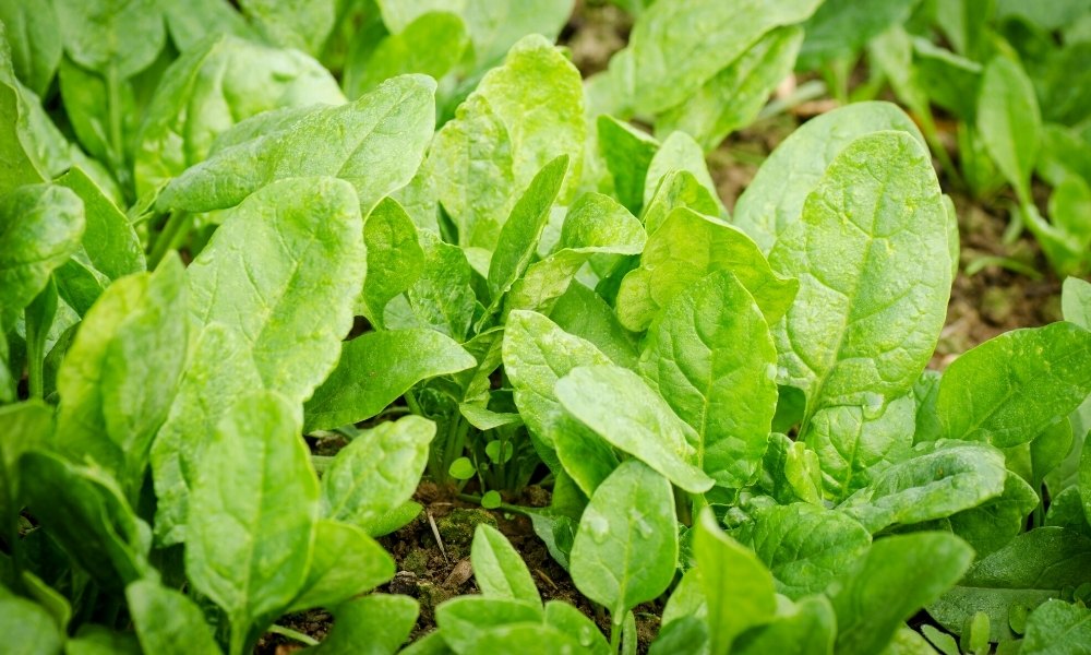 घर पर पालक कैसे उगाएं - How To Grow Spinach At Home in Hindi