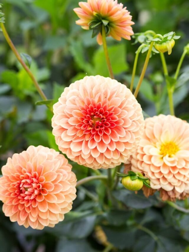 बरसात में डहेलिया फ्लावर प्लांट की केयर कैसे करें? - Organicbazar Blog