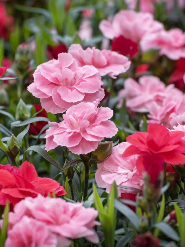 How To Grow Carnation Flower At Home? - Organicbazar Blog