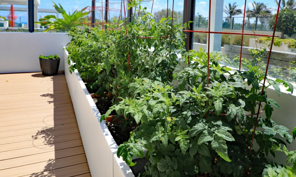 10 Essential Tips for Successful Terrace Gardenin - Organicbazar