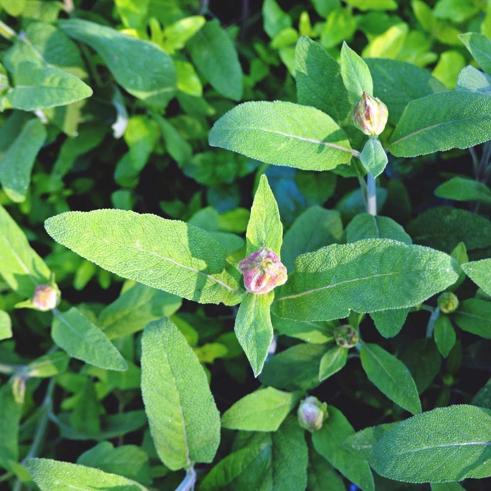 सेज हर्बल प्लांट को घर पर कैसे उगायें? - Organicbazar Blog