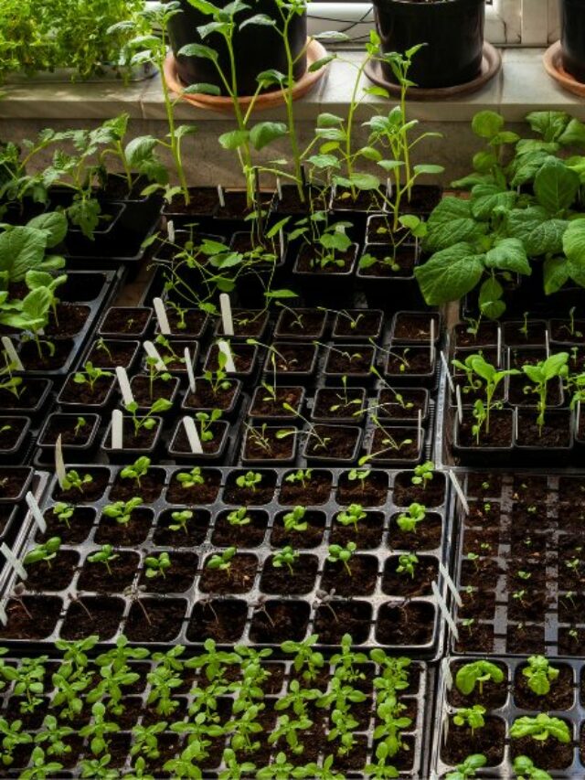 Prepare Seedlings In a Few Steps!