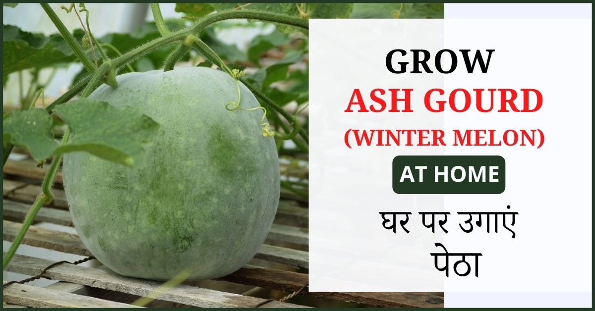 पेठा (ऐश गॉर्ड) घर पर कैसे उगाएं - How to grow Ash gourd at home in Hindi