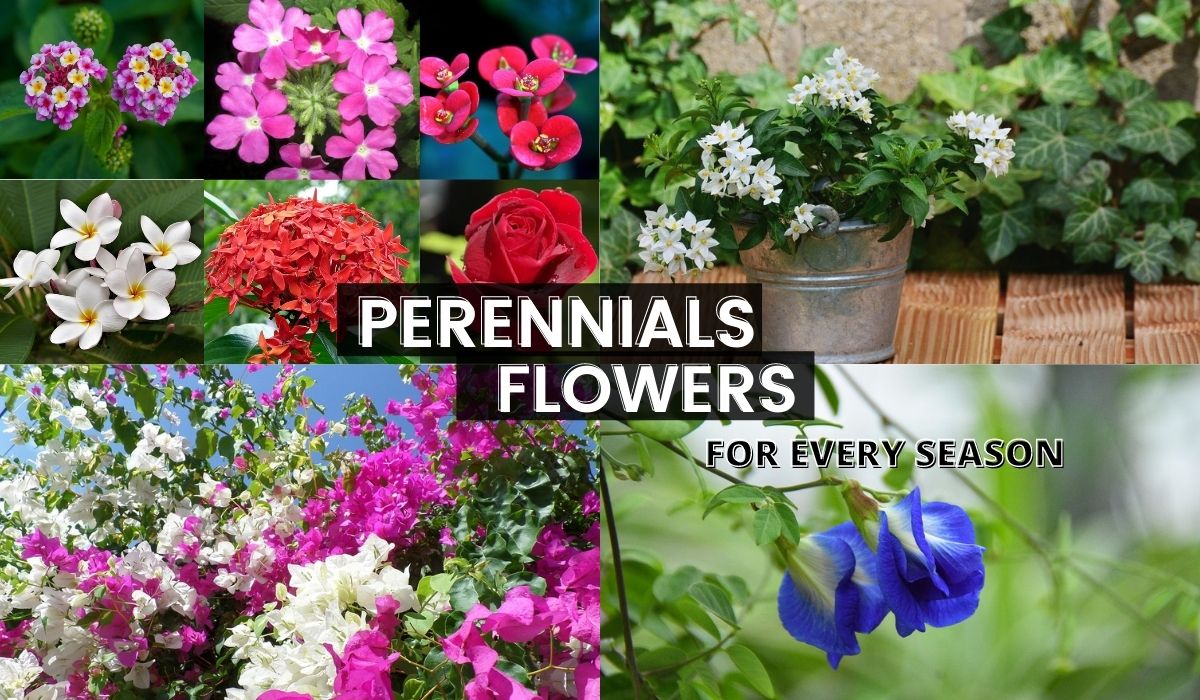 वर्ष भर खिलने वाले फूलों से महकाएं अपना गार्डन - Flowers that bloom all ...