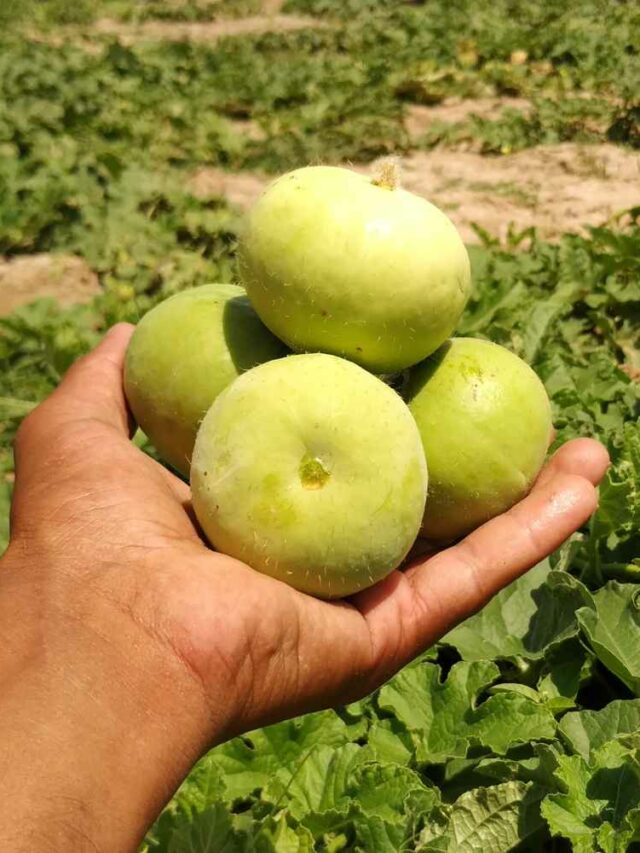 How To Grow Apple gourds (Tinda) At Home? - Organicbazar Blog