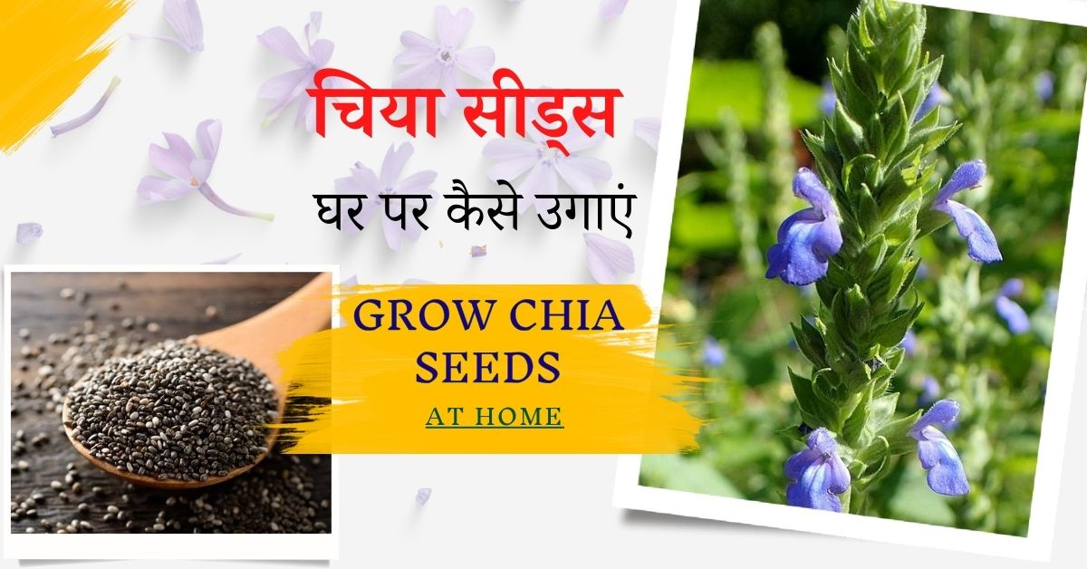 चिया सीड्स घर पर कैसे उगाएं - How To Grow and Harvest Chia Seeds in Hindi
