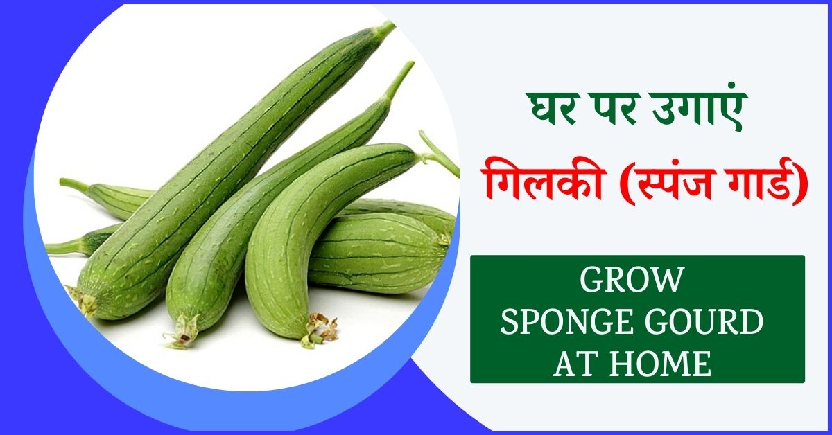 गिलकी (स्पंज गार्ड) घर पर कैसे उगाएं - How to grow sponge gourd at home ...