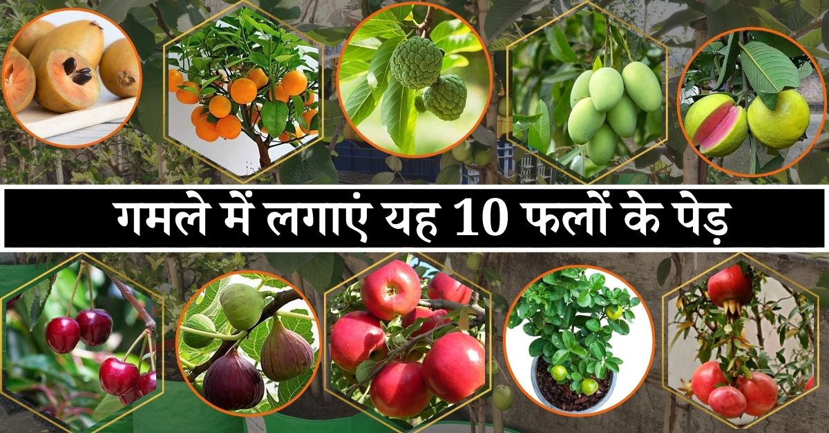 गमलों में लगाएं यह 10 फल देने वाले पेड़ -10 fruit trees you can easily grow in pot in Hindi
