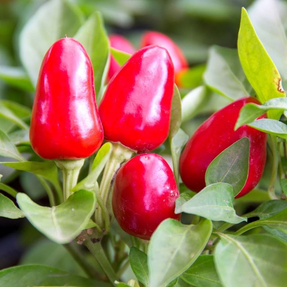 हरी मिर्च को उगाने की सबसे आसान विधि