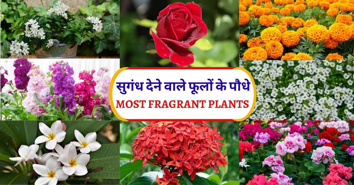 इन सुगंधित फूलों तथा पौधों से महकाएं अपना घर और गार्डन - Most fragrant ...