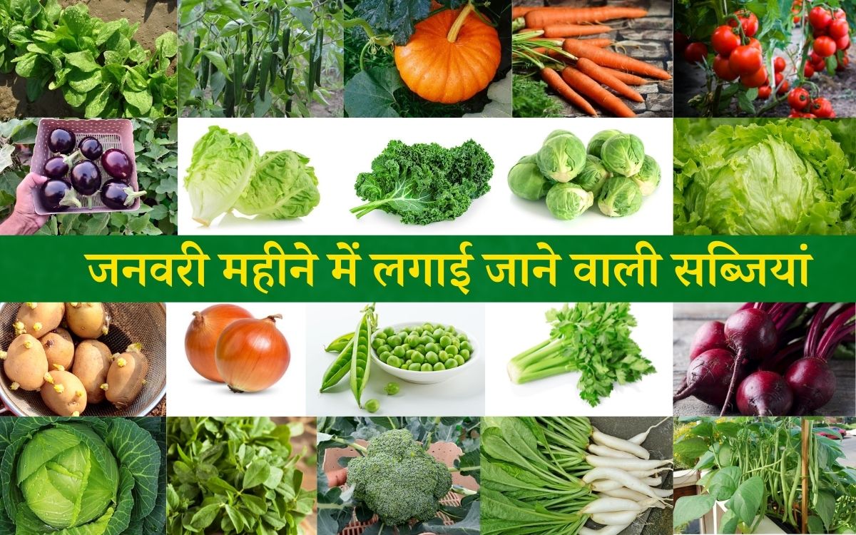 जनवरी में उगाई जाने वाली सब्जियां - Vegetables to grow in January in ...