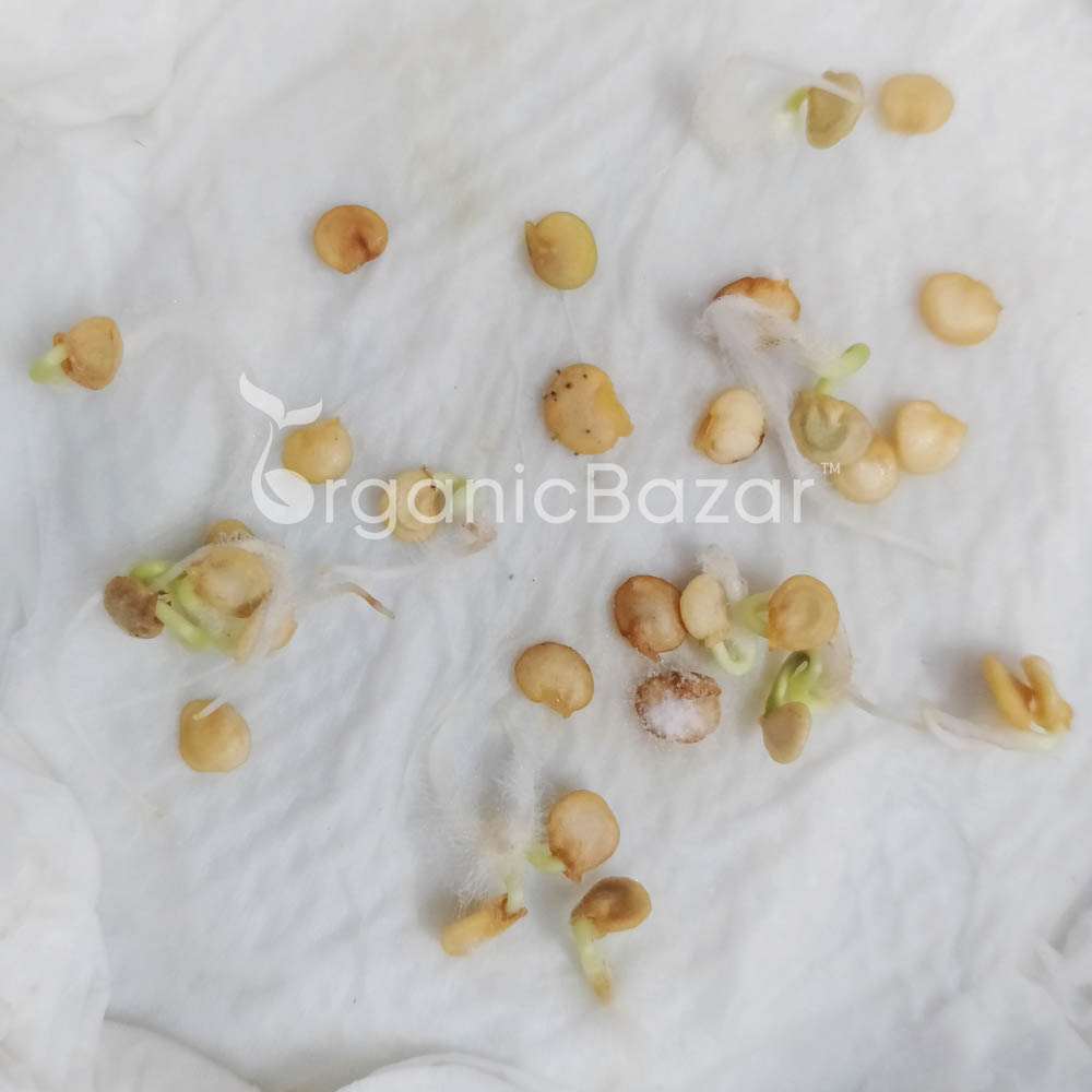 Bean Seed Germination In Paper Towel