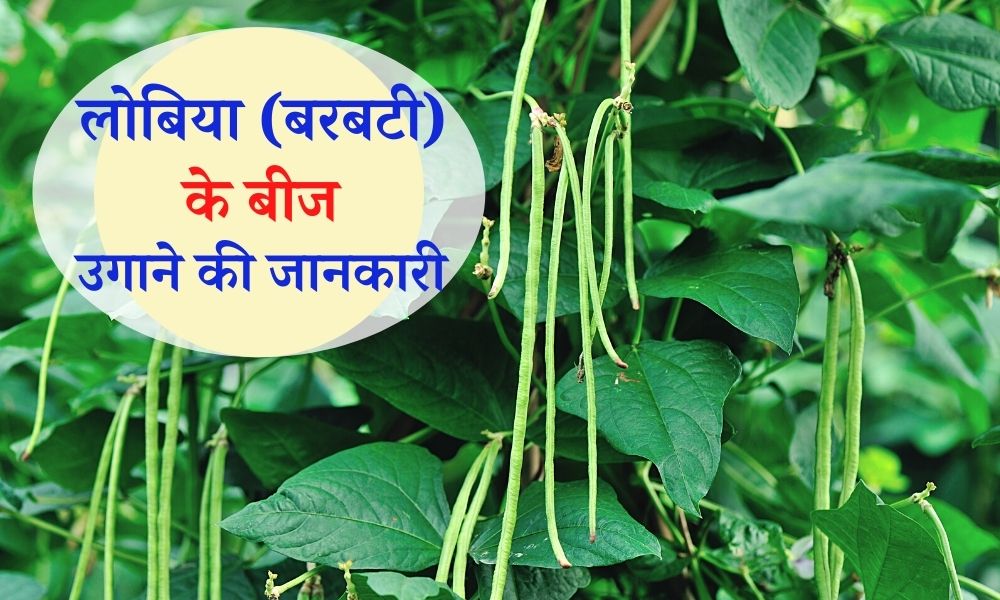 लोबिया (बरबटी) के बीज कैसे उगाएं - How to Grow Cowpea from Seeds in Hindi