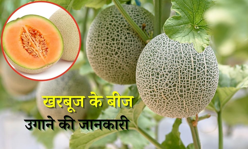 खरबूज के बीज कैसे उगाएं - How to grow musk melon from seeds in Hindi
