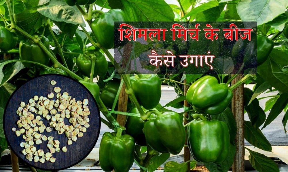 शिमला मिर्च के बीज कैसे उगाएं – How to Grow Capsicum from Seeds in Hindi