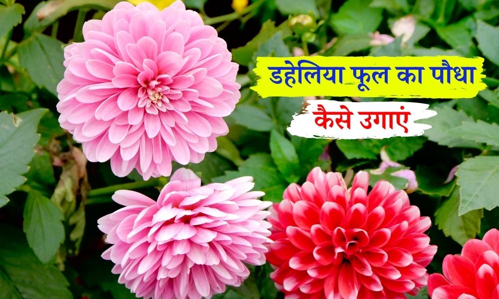 डहेलिया फूल का पौधा घर पर कैसे लगाएं - How To Grow Dahlia Flower Plant ...