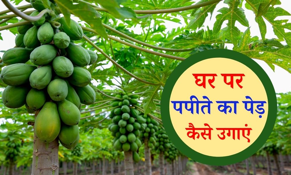 घर पर पपीते का पेड़ कैसे लगाएं - How to plant Papaya Tree at Home in Hind