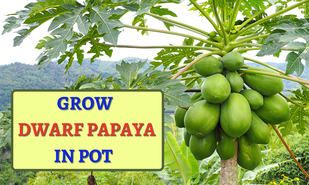 गमले में ड्वार्फ पपीता कैसे उगाएं - How to Grow Dwarf Papaya Tree in ...