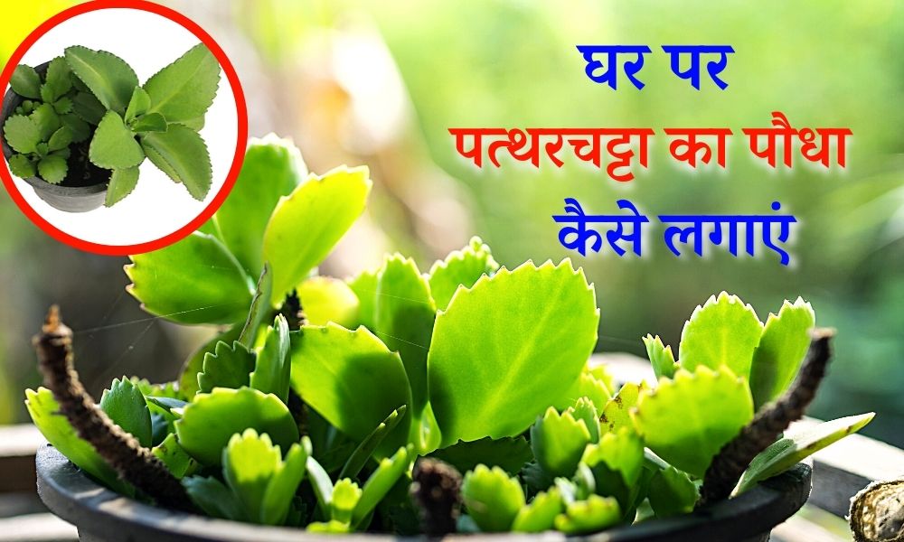 पत्थरचट्टा का पौधा कैसे लगाएं - How to Grow Patharchatta Plant at Home ...