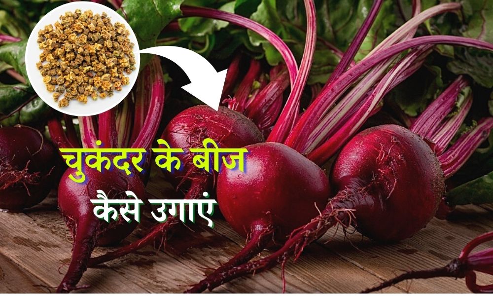 चुकंदर के बीज कैसे उगाएं - How to Grow Beetroot from Seeds in Hindi