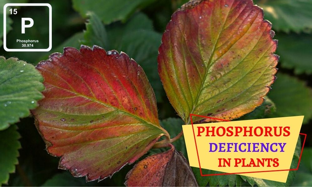 पौधों में फॉस्फोरस की कमी के लक्षण और निदान - Phosphorus Deficiency in ...