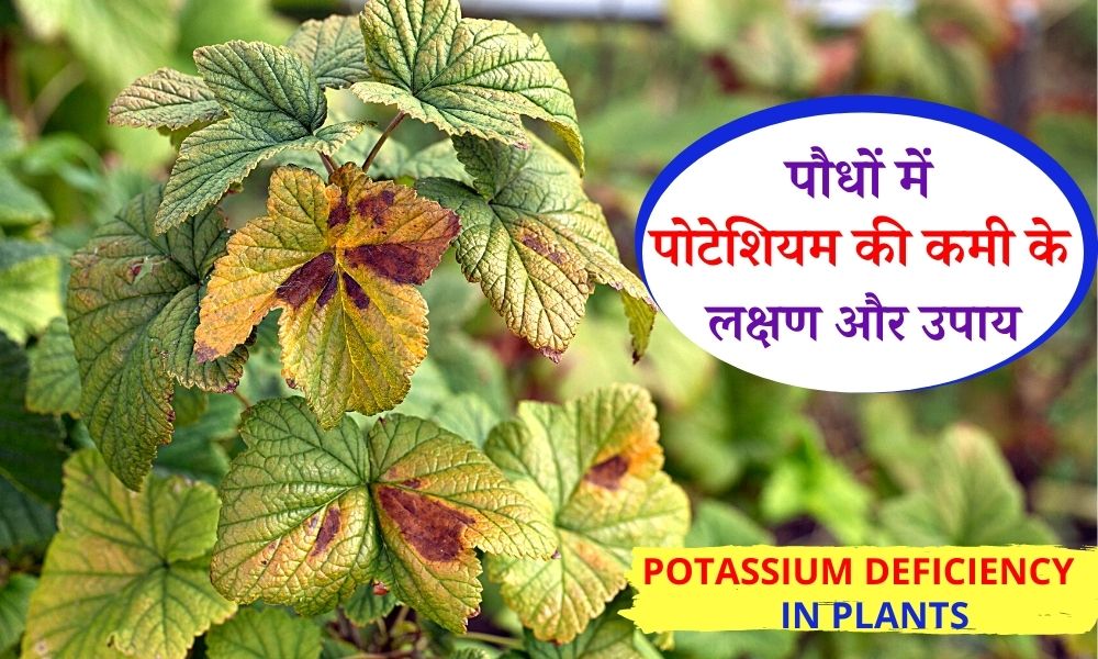पौधों में पोटेशियम की कमी के लक्षण और उपाय - Symptoms of Potassium ...