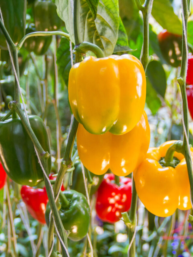 रैनी सीजन में शिमला मिर्च के पौधे के लिए बेस्ट आर्गेनिक खाद ...