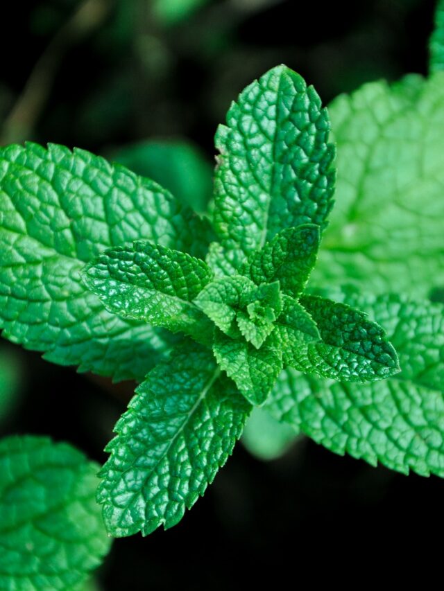 पुदीना हर्बल प्लांट की केयर कैसे करें? - Organicbazar Blog