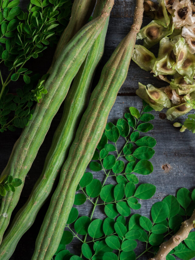 घर पर सहजन (मोरिंगा) कैसे उगाएं? - Organicbazar Blog