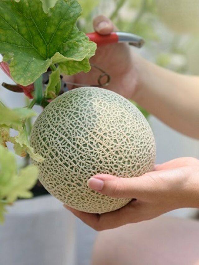 गर्मियों में खरबूजे का पौधे गमले में कैसे उगाएं Grow Muskmelon In Pots