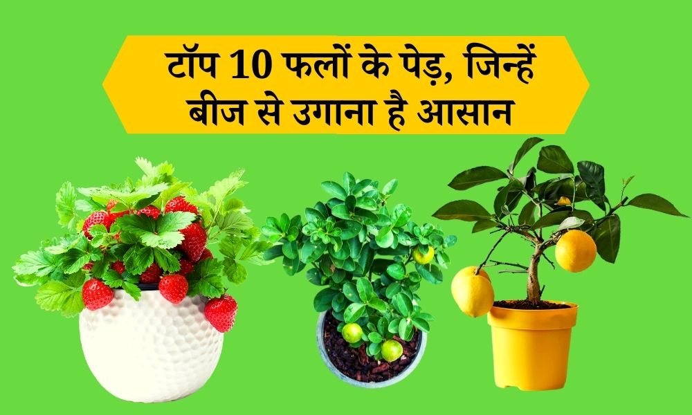 टॉप 10 फलों के पेड़, जिन्हें बीज से उगाना है आसान - Top 10 Fruits Tree ...