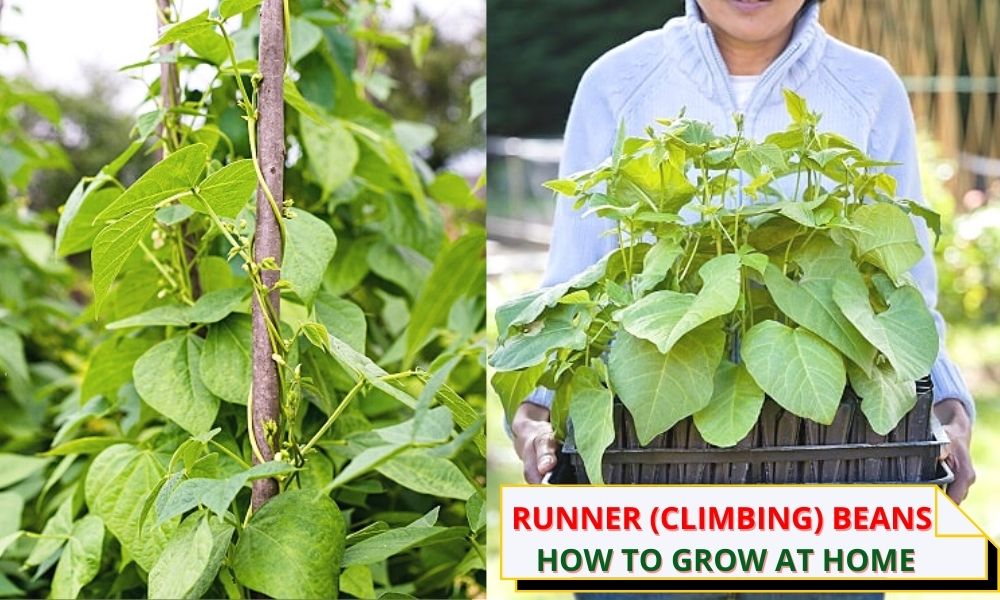 घर पर गमले में क्लाइम्बिंग बीन्स (रनर बीन्स) कैसे लगाएं - How To Grow ...