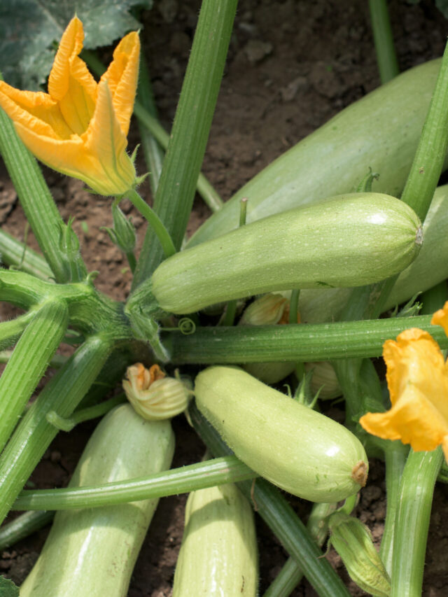 जुकिनी को उगाने की बेहद आसान विधि ! - Organicbazar Blog