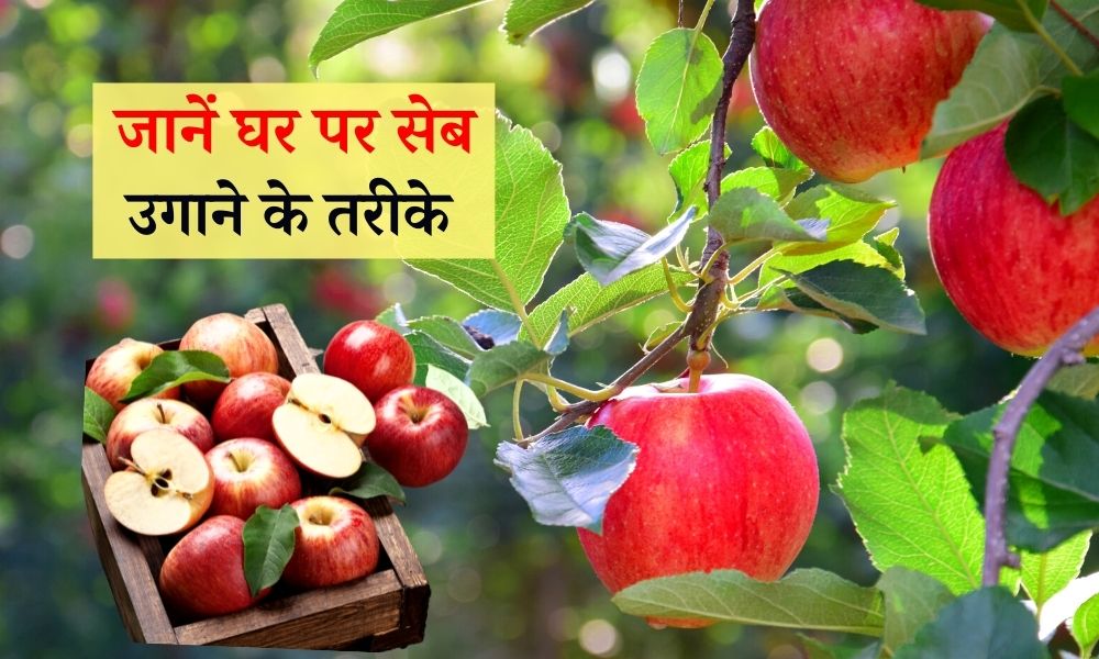घर पर सेब (एप्पल ट्री) बीज से कैसे उगाएं - How to Grow Apple Tree At ...