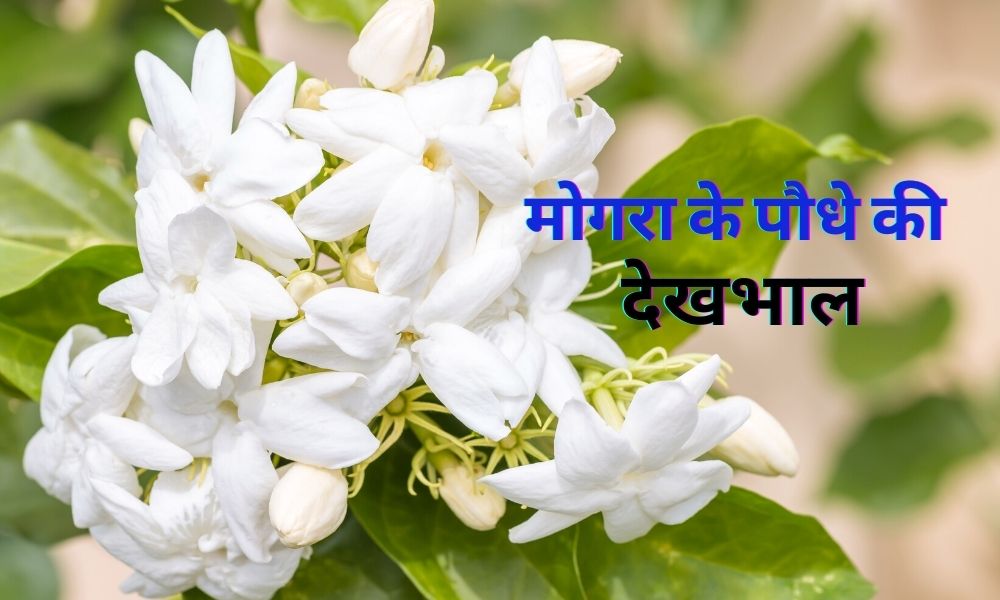 मोगरे के पौधे की देखभाल कैसे करें – How To Take Care Of Mogra Plant At ...