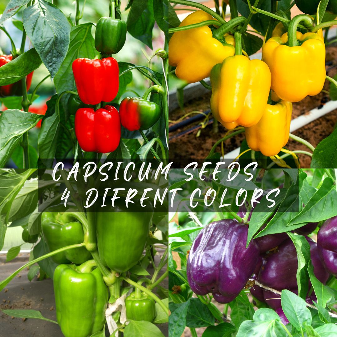 शिमला मिर्च उगाने की आसान विधि ! - Organicbazar Blog