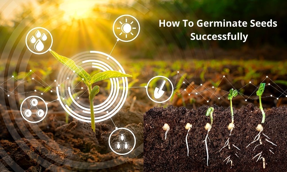 How To Germinate Seeds Successfully - Organicbazar Blog