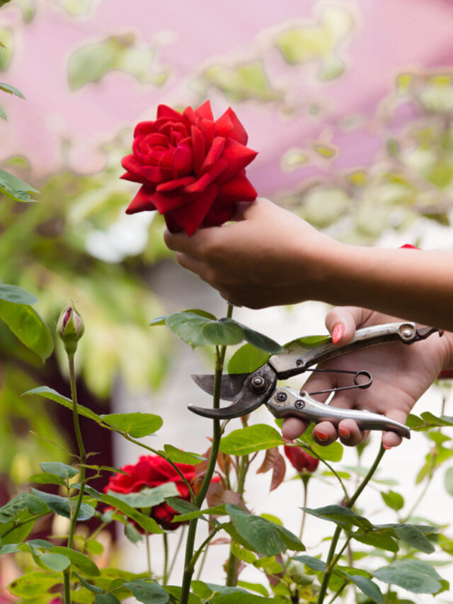 How To Grow Flowers From Cuttings At Home? - Organicbazar Blog