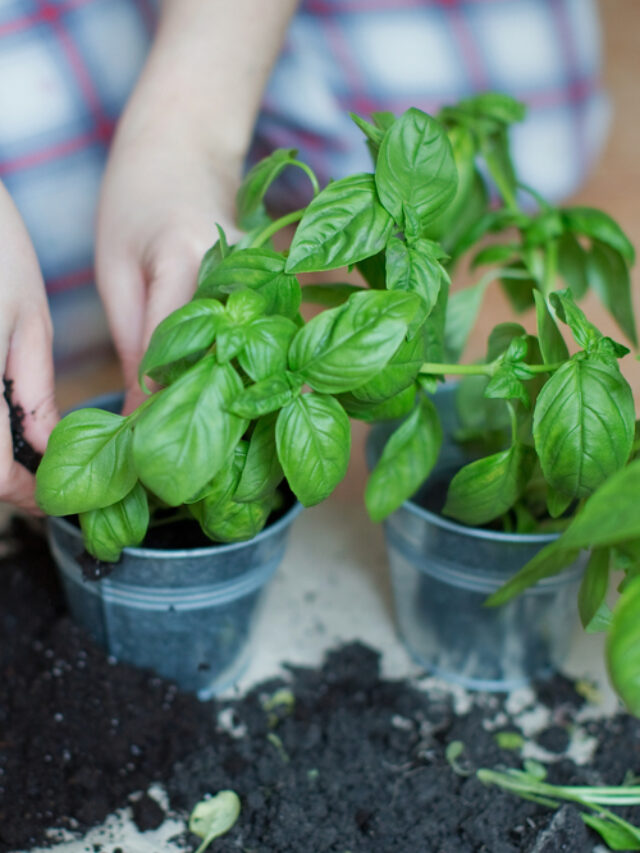 Easy Homemade Natural Fertilizer For Herbs! - Organicbazar Blog