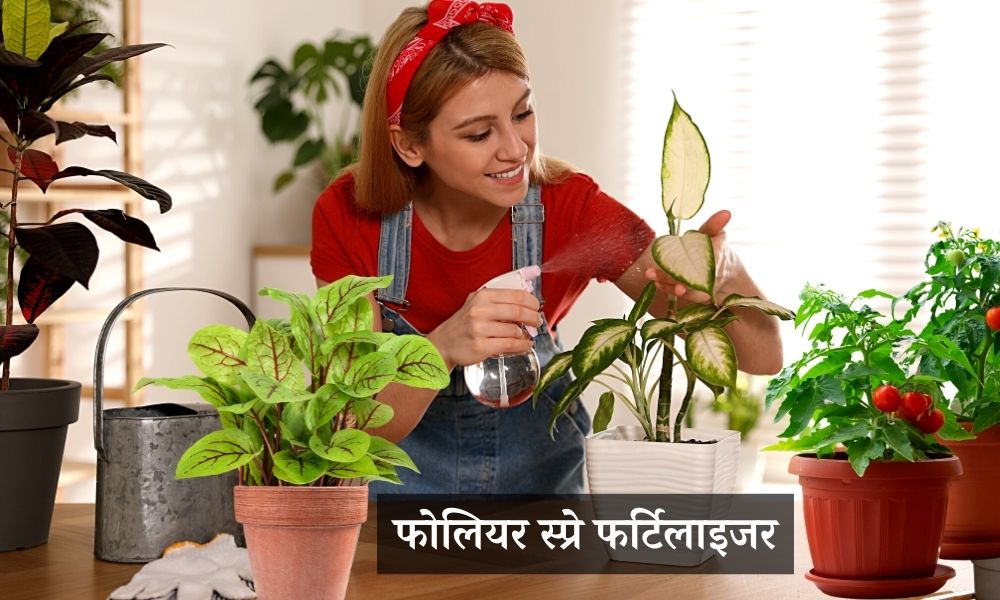 फोलियर स्प्रे फर्टिलाइजर क्या है जानिए इसके उपयोग व फायदे - Foliar ...
