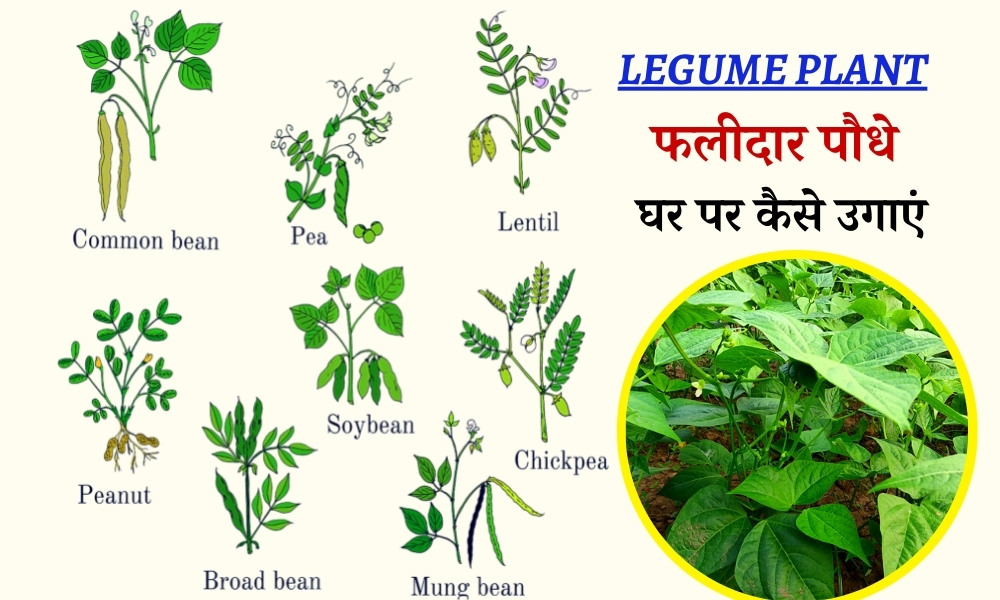 घर पर फलीदार पौधे (फलियां) कैसे उगाएं - How To Grow Legumes At Home In ...