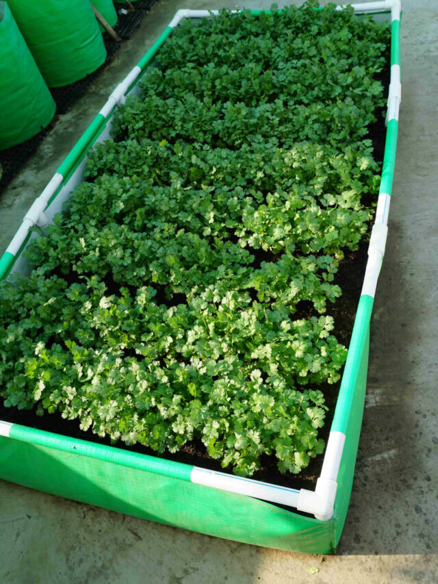 7 great benefits of growing plants in rectangle grow bags ...