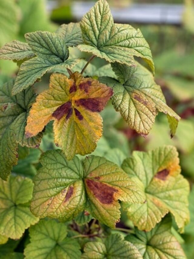 Signs of Over Fertilization in Plants! - Organicbazar Blog