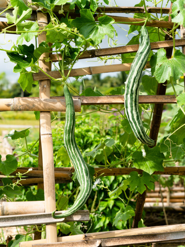 टेरेस गार्डन में स्नेक गार्ड या चिचिंडा की केयर कैसें करें ...