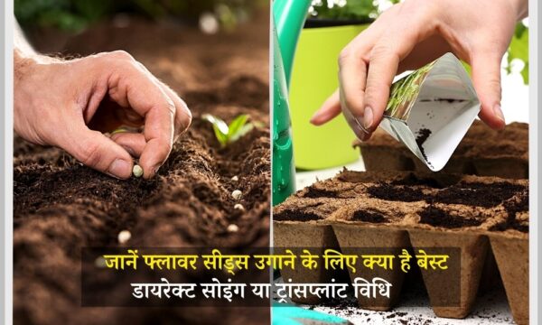डायरेक्ट या ट्रांसप्लांट विधि, जानें फ्लावर सीड्स उगाने के लिए क्या है ...