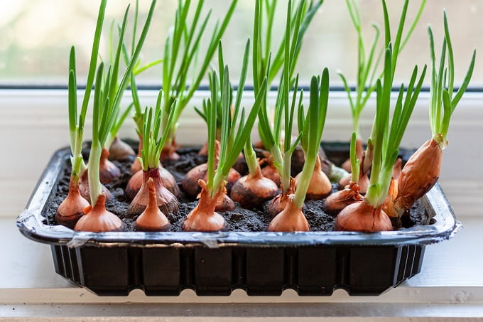 प्याज घर पर कैसे लगाएं - How To Grow Onion At Home In Hindi