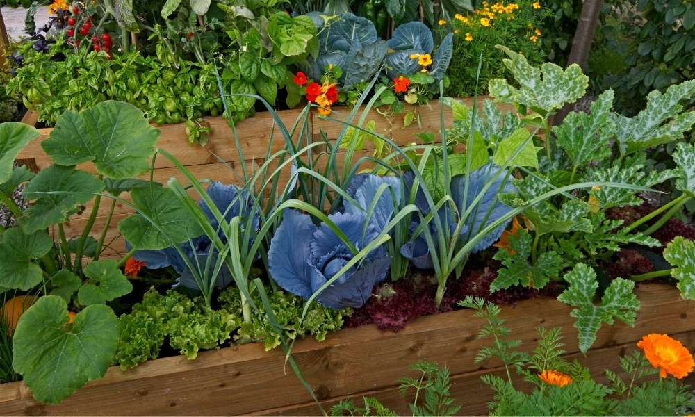 Companion Planting Vegetable Chart companion-planting-vegetable-chart