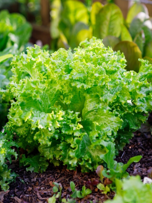 रैनी सीजन में एंडिव लीफ की केयर कैसे करें? - Organicbazar Blog