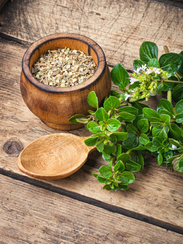 How To Grow Oregano Herb At Home: A Comprehensive Guide! - Organicbazar ...