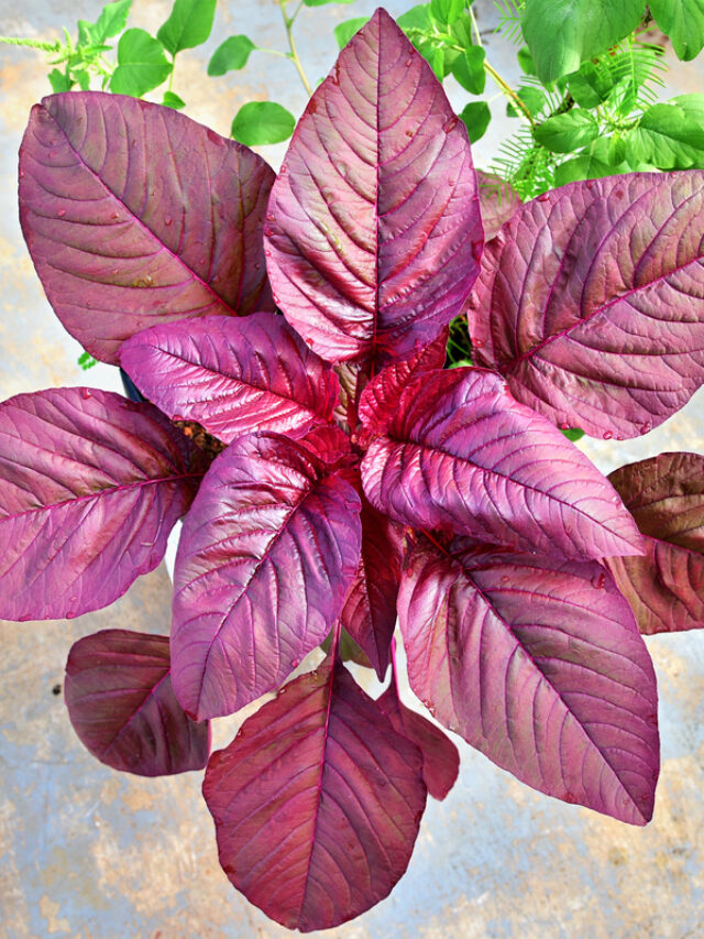 बरसात में लाल भाजी (अमरंथ) की केयर कैसे करें?